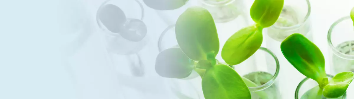 Phenotyping for plant breeding and precision agriculture | KONICA MINOLTA